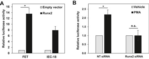 crosstalk between protein kinase c α and transforming growth factor β