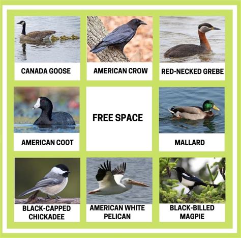 Migratory Birds With Names