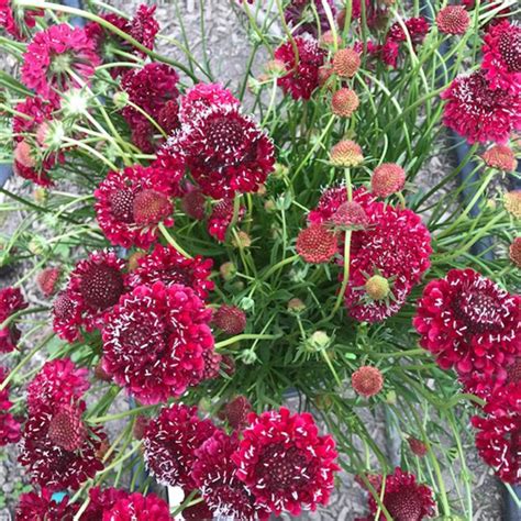 Scabiosa Fire King My Flower Stop