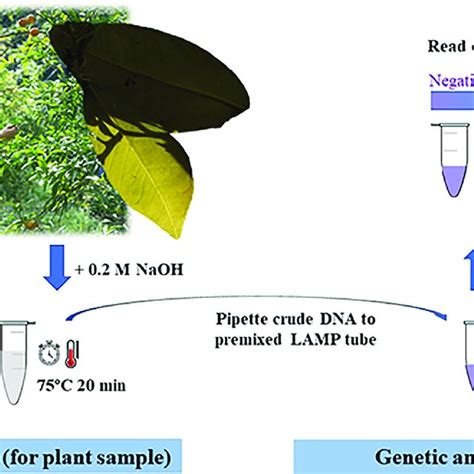 Graphical Abstract Of C Liberibacter Asiaticus Al Lamp Hnb Assay For