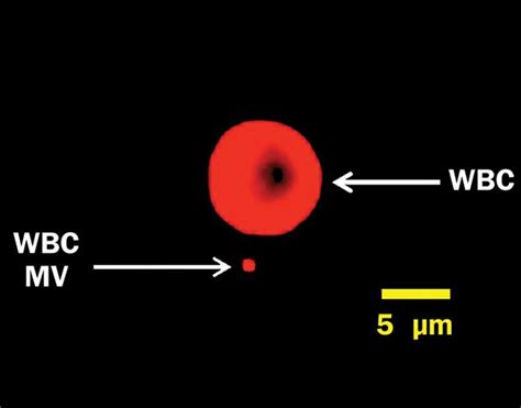 In Vitro Diagnostics Immunology Spurring Advances In Flow Cytometry Exosome Rna