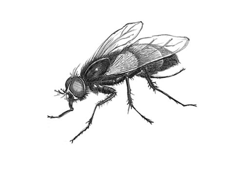 Fly Sketch At Explore Collection Of Fly Sketch