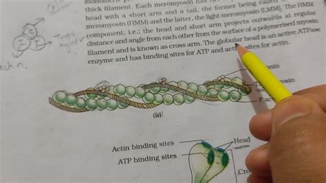 Contractile Proteins Definition Biology At Rebecca Patrick Blog