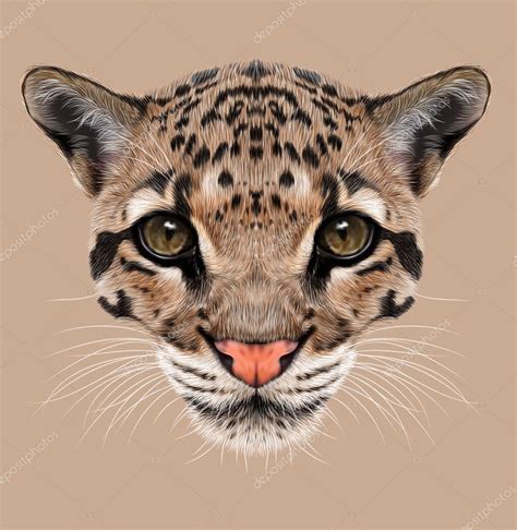 Clouded Leopard Face Drawing
