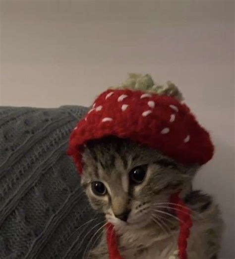 Cat Strawberry Hat Icon Pfp Cute Strawberry Cute Cat Cat Memes