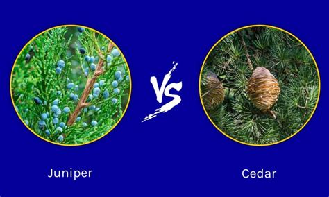 Juniper Vs Cedar 5 Key Differences A Z Animals