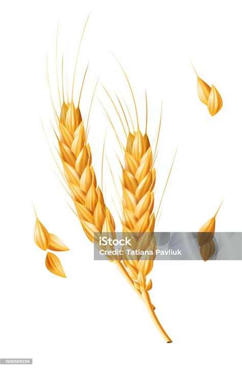 잘 익은 밀 이삭의 사실적인 3d 벡터 일러스트레이션으로 농업 및 농업 디자인에 적합합니다 흰색 배경에 격리되어 있습니다 건강 식품 및 베이커리 제품의 천연 성분 글루텐