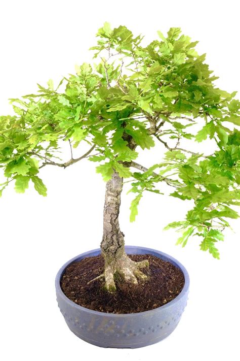 English Oak Bonsai A Timeless Masterpiece Of Natural Beauty Uk