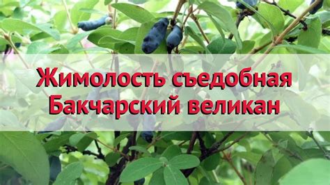 Жимолость Бакчарский Великан Описание Фото Отзывы — Картинки фотографии