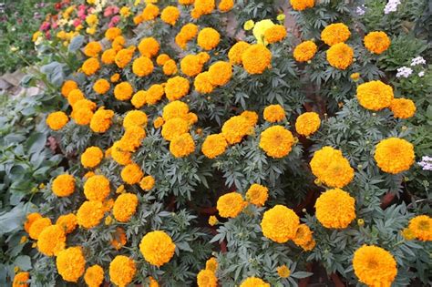 Premium Photo Marigold Flower