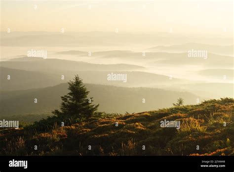 Sunset Dawn Valley With Scenic Trees In Summer Fog Trees Hi Res Stock Photography And Images Alamy