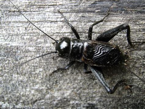 Cricket Facts Types Lifespan Sounds Pictures And More