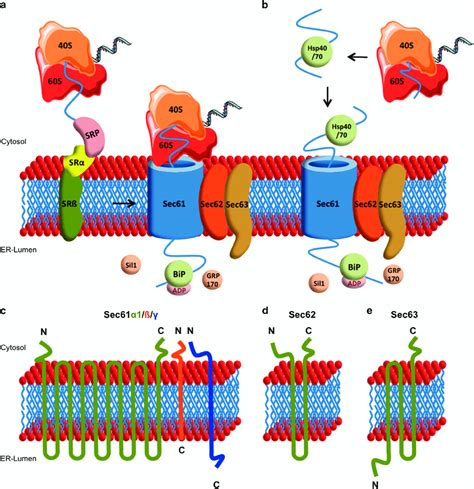 Protein Transport Examples At David Sells Blog