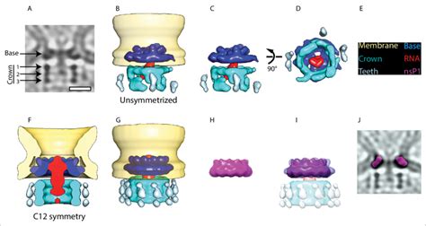 Subtomogram Averaging Reveals The Multipartite Nature Of The Neck Download Scientific Diagram