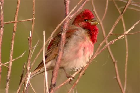 새와 생명의 터 Id 개요 Bullfinch