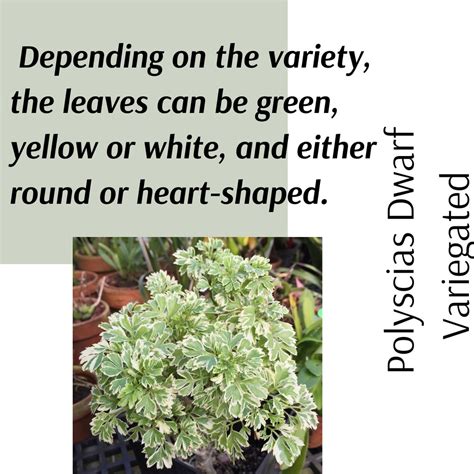 Real Plant Polyscias Dwarf Variegated Pokok Hidup Hiasan Rumah Live Indoor Outdoor House Plant