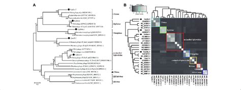 Phylogenetic Analysis Of The Five Isolated Bacteriophages A Download Scientific Diagram