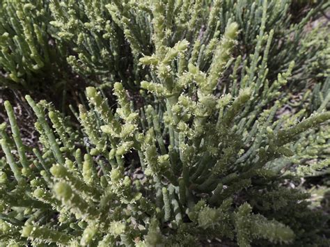 Arthrocnemum Macrostachyum Biodiversité Végétale Du Sud Ouest Marocain