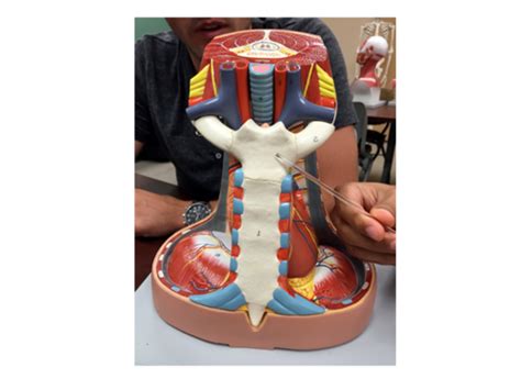 Anatomy Lab Exam 1 Flashcards Quizlet