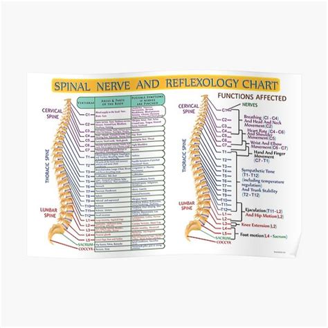 Spinal Nerve And Reflexology Chart Premium Matte Vertical Poster