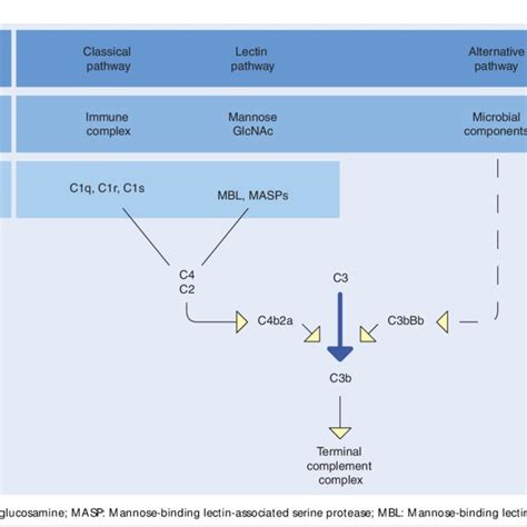 The Three Principal Pathways And Major Components Of The Complement Download Scientific Diagram