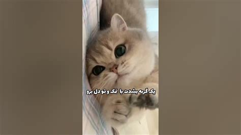 زیبا ترین نژاد های گربه که دلت میخواد با بوس بغل خفه شون کنی Sports