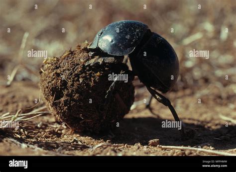 Scarab Or African Dung Beetle Scarabaeus Sp Rolling Ball Of Impala
