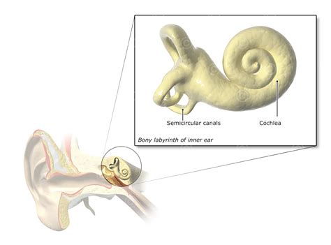 Illustration Vestibular System Medicalgraphics