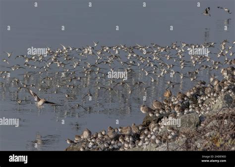 Mixed Wader Flock Of Dunlin And Western Sandpiper In Flight In Winter Coming In To High Tide
