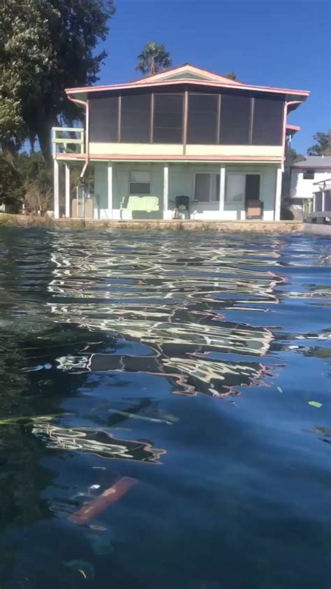 Manatee Chewing On Its Flipper R Manatees