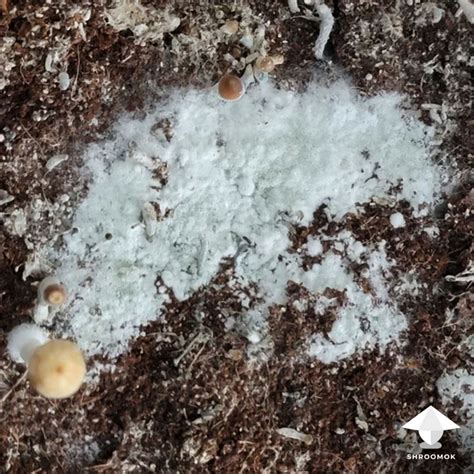 Green Mold Contamination Aka Trichoderma
