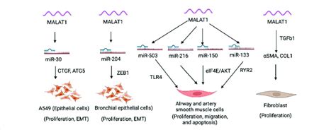 Function Of Malat1 In Different Lung Cells Download Scientific Diagram
