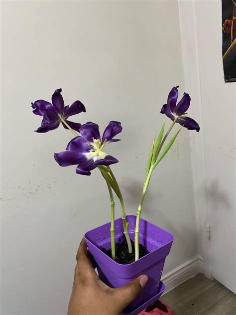 First Time Tulip Owner Help Rgardening