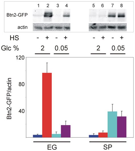 Hsf1 Activation By Glucose Starvation Is Maintained In Stationary Phase