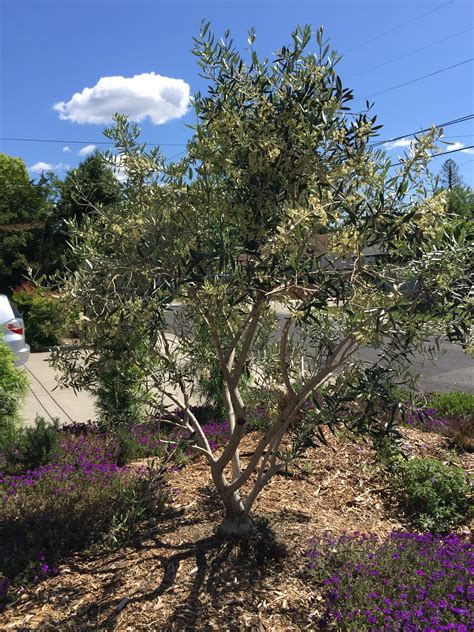 Swan Hill Fruitless Olive Tree 36 Box Planting And Pruning Guide