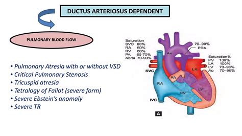 Ductus Dependent Circulation Pptx