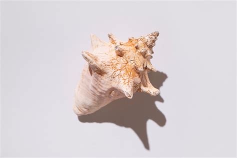 밝은 회색 배경에 하나의 큰 아름다운 조개껍질이 평면도 평평하게 놓여 있습니다 아름 다운 조개 여름 열대 최소 배경 디자인을위한 해양 물체 해변 휴가 컨셉 개념에 대한 스톡