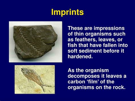 Ppt Hunting For Fossils Powerpoint Presentation Free Download Id6796828