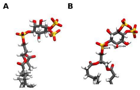 Phosphatidylinositol Structure
