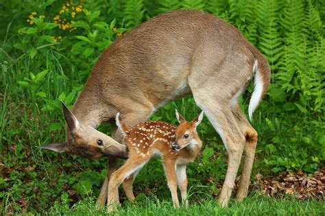 White Tailed Deer Mother And Fawn Interacting