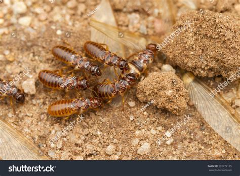 Mating Termites Stock Photo Shutterstock