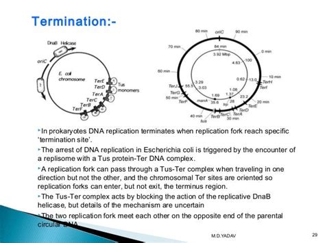 Dna Replication And Types Of Dna