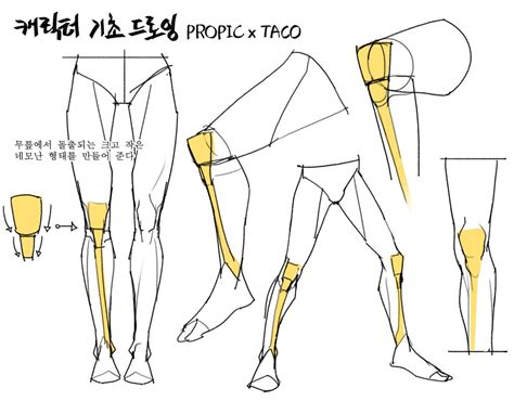 타코작가 On Twitter 드로잉 강좌 신체 해부학 인간상