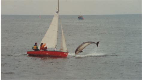 Dolphin Sex Scandal Hooked On Freddie Set As New Wondery Podcast