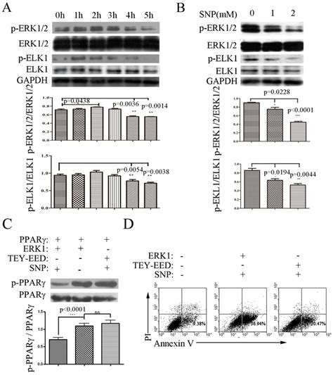 No Inhibits The Phosphorylation Of Erk And Promotes Mcf 7 Cells