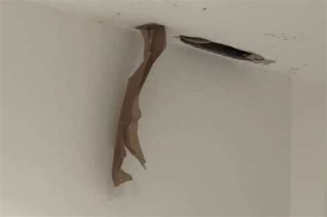 Rodents Chew Through Womans Ceiling Above Her Bed During The Night