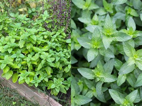 Lemon Balm Vs Mint Which One Should You Use And Grow