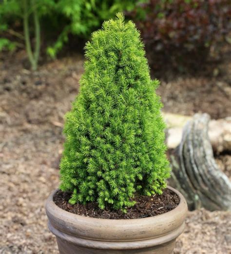 Декоративные хвойные растения для сада виды и сорта декоративные низкорослые тенелюбивые