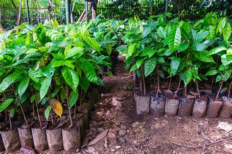 Buy Giant Hybrid Cocoa Seedlings Online In Nigeria At ₦2 299 99 3 7 Day Delivery Secure