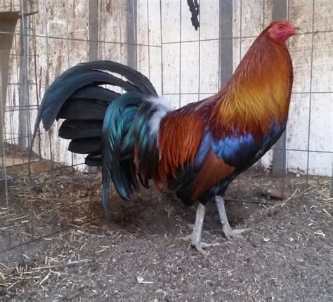 Doc Robinson Hatch Game Fowl Supply Ltd